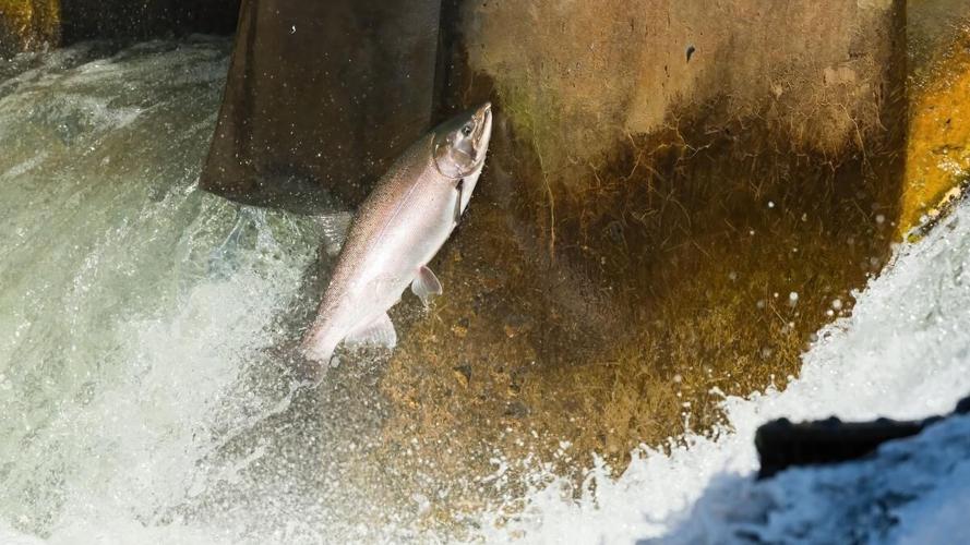 Ellis: The salmon are running upstream in Port Hope