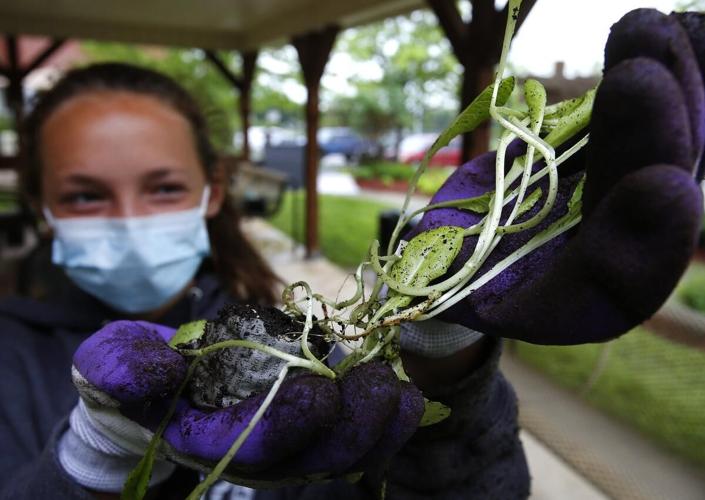 Photos: Adam Scott Intermediate School eco-team teams up with Fairhaven ...