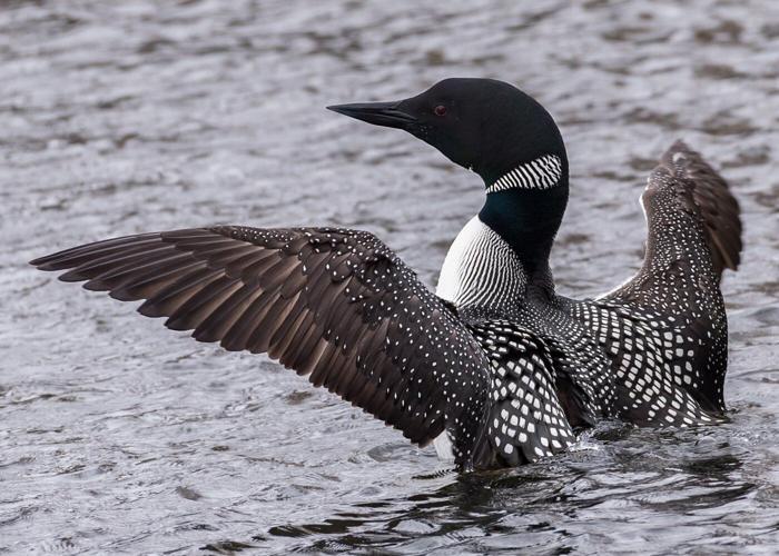 The loon's haunting cry stirs the soul on countless lakes