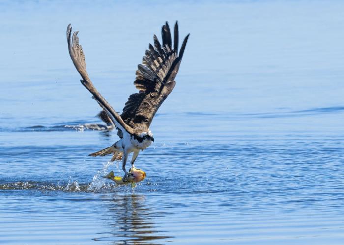 Columnist Dave Ellis spent time with an osprey