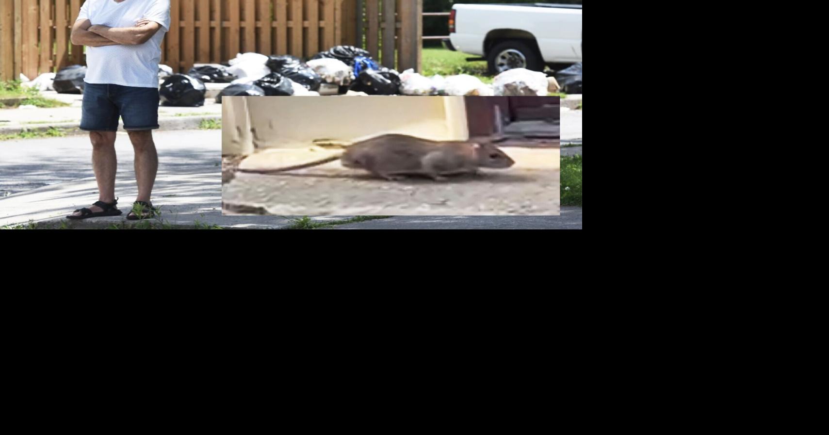 Rats invade south-end Peterborough neighbourhood