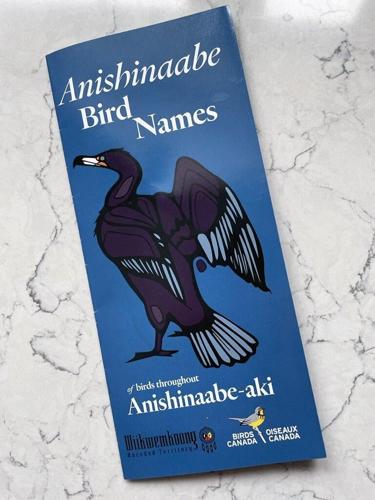 Drew Monkman: Naming nature in Anishinaabemowin