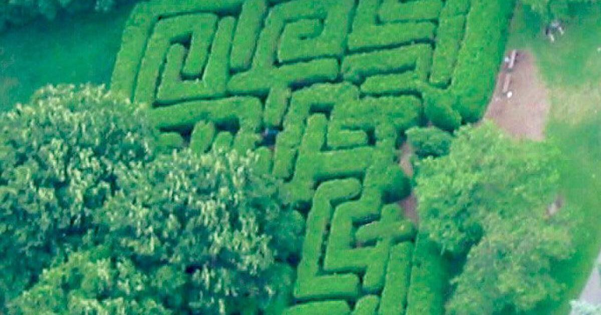 Offer to rebuild maze goes to council