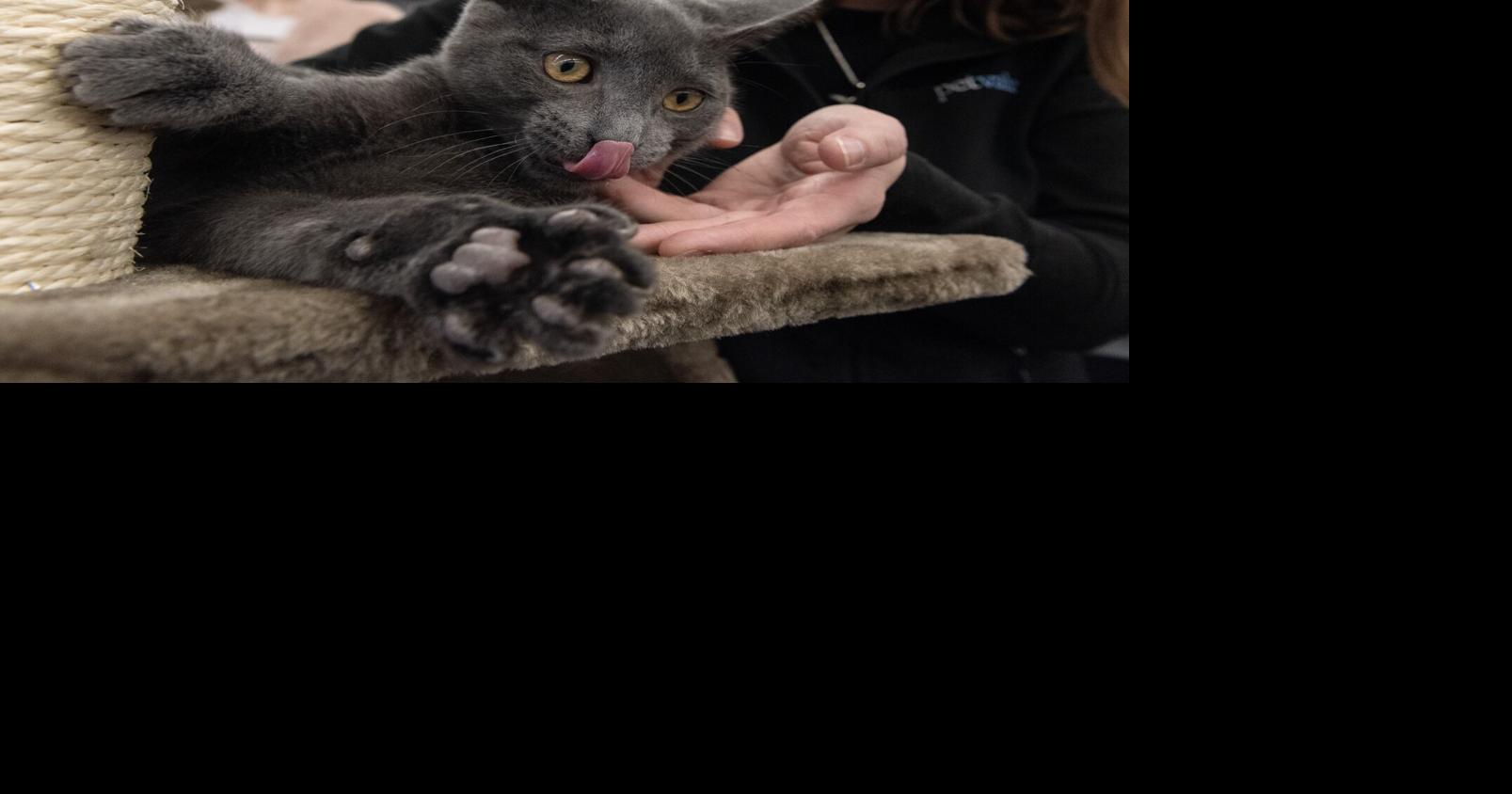 Furry friends find homes during Valentine’s Adoption Weekend