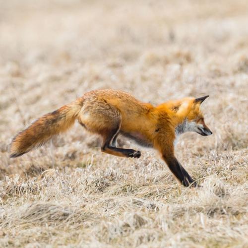 Fox hunt
