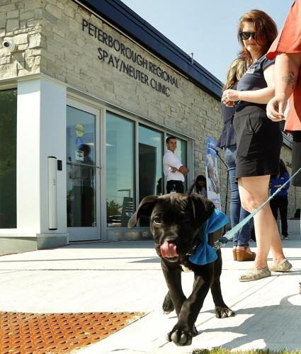Photos: Peterborough Regional Spay/Neuter Clinic opens at Peterborough ...