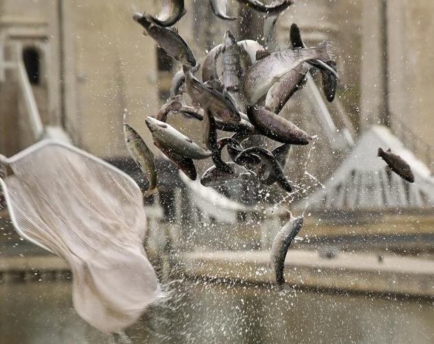 Photos: Plenty of fish in the Peterborough Lift Lock canal for derby ...