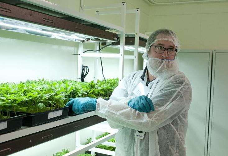What it’s like going behind the scenes at a cannabis production facility