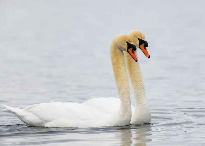 Pair of swans put on an elegant show