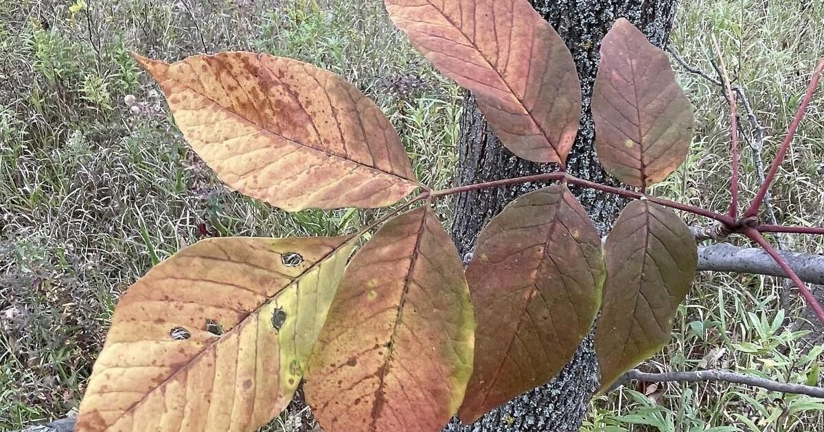 Ashes once provided a big part of the fall colour