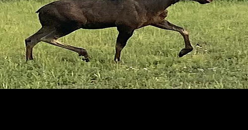 Moose safely relocated after ‘tour’ around Lindsay