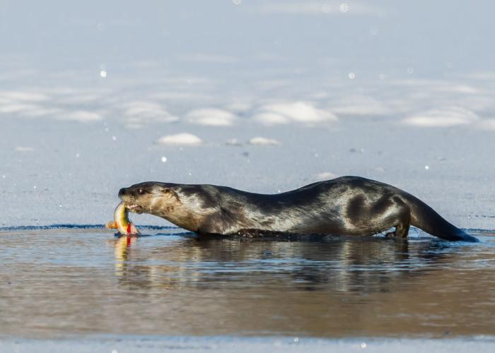 Playful otters put on a show