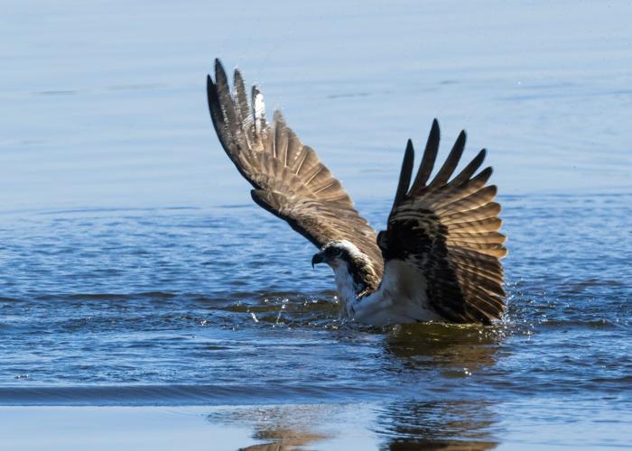 Columnist Dave Ellis spent time with an osprey