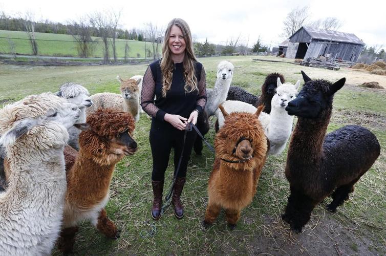 Wanderlight Alpaca Experience plans ‘mystery agri-tourism’ addition to ...