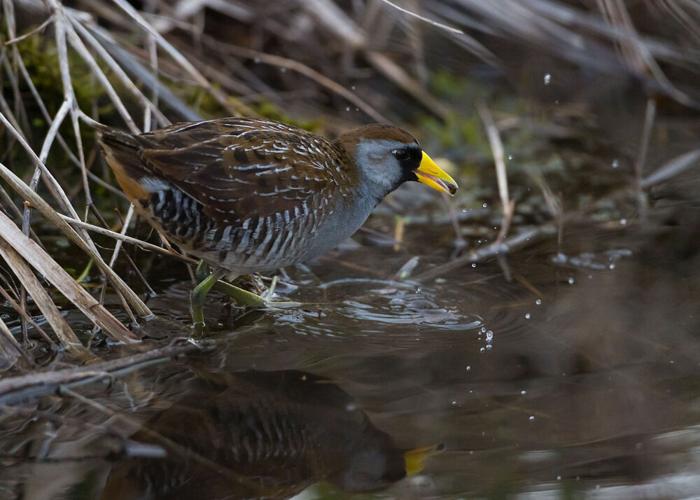 Three rare birds found in Kawartha swamps