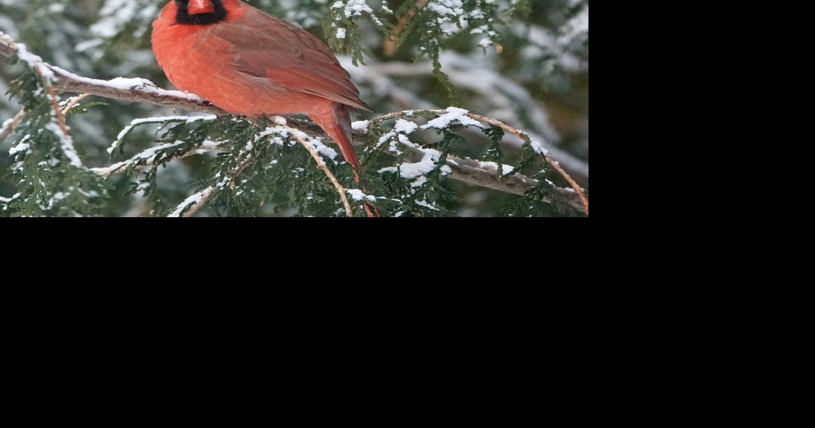 The northern cardinal: Winter’s red flame