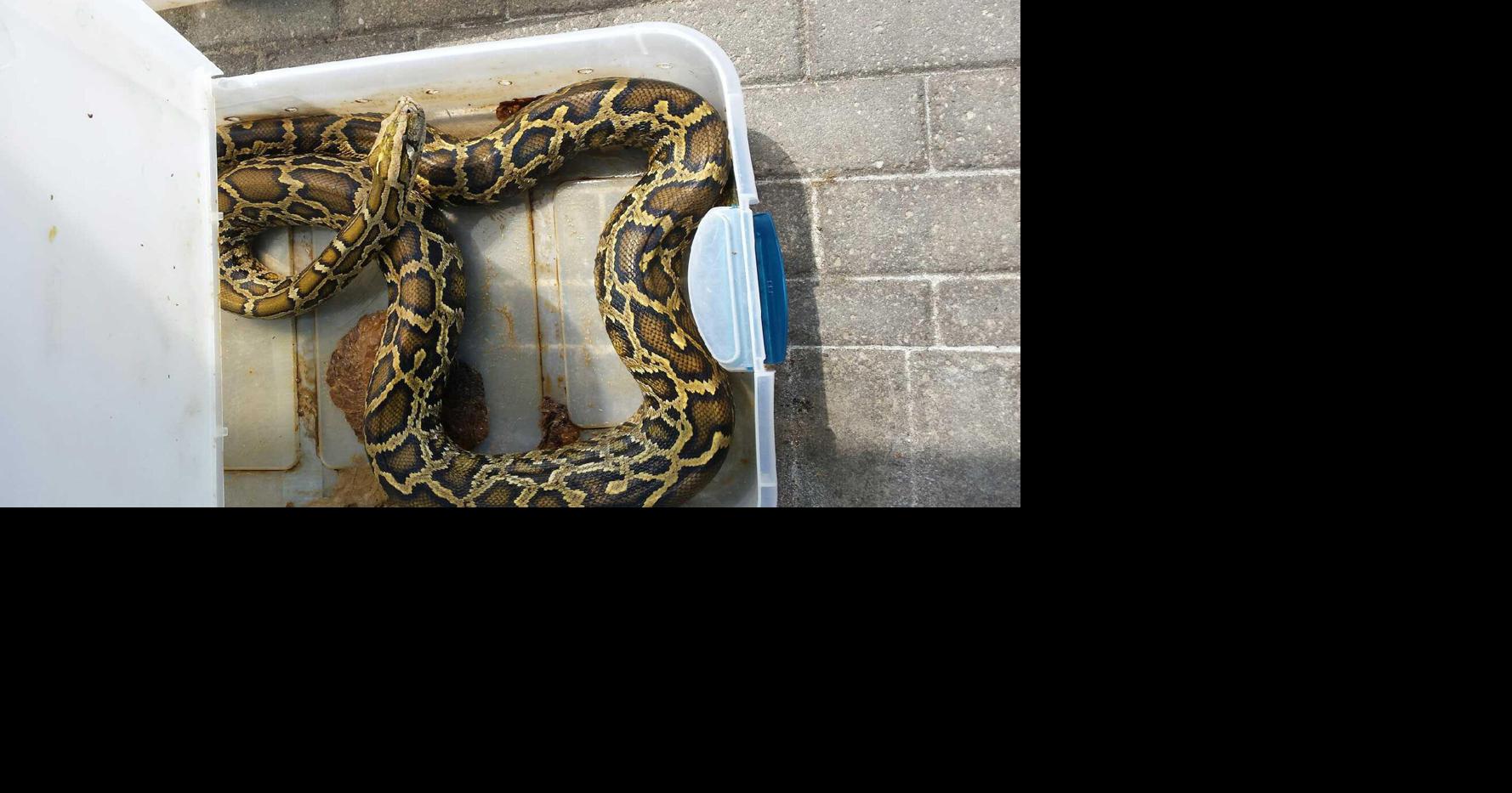 Abandoned Burmese pythons find sanctuary at Indian River Reptile Zoo