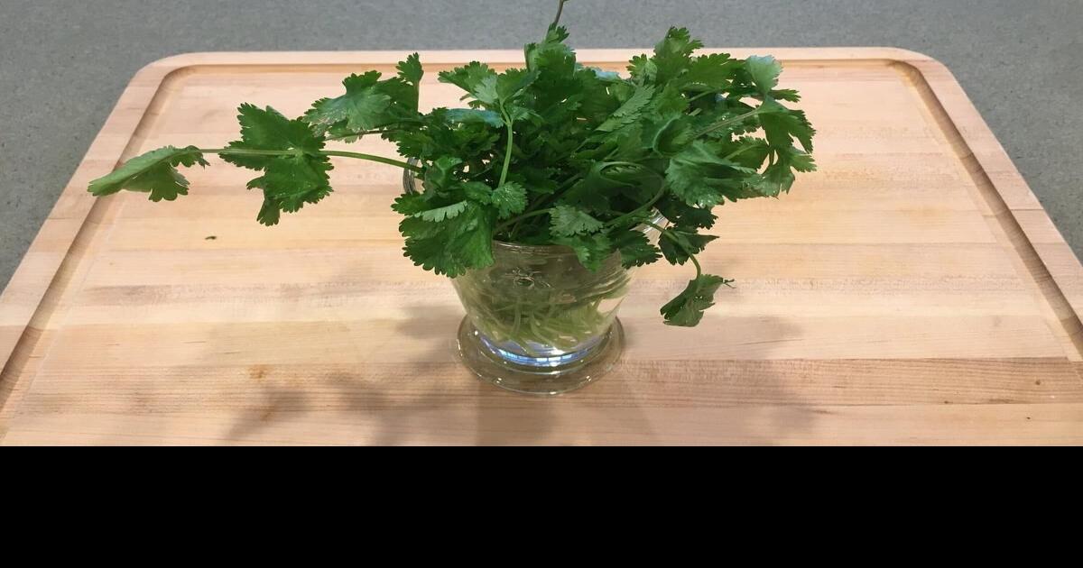 Maggie Savage: Cilantro is at the heart of this ‘chelator’ pesto