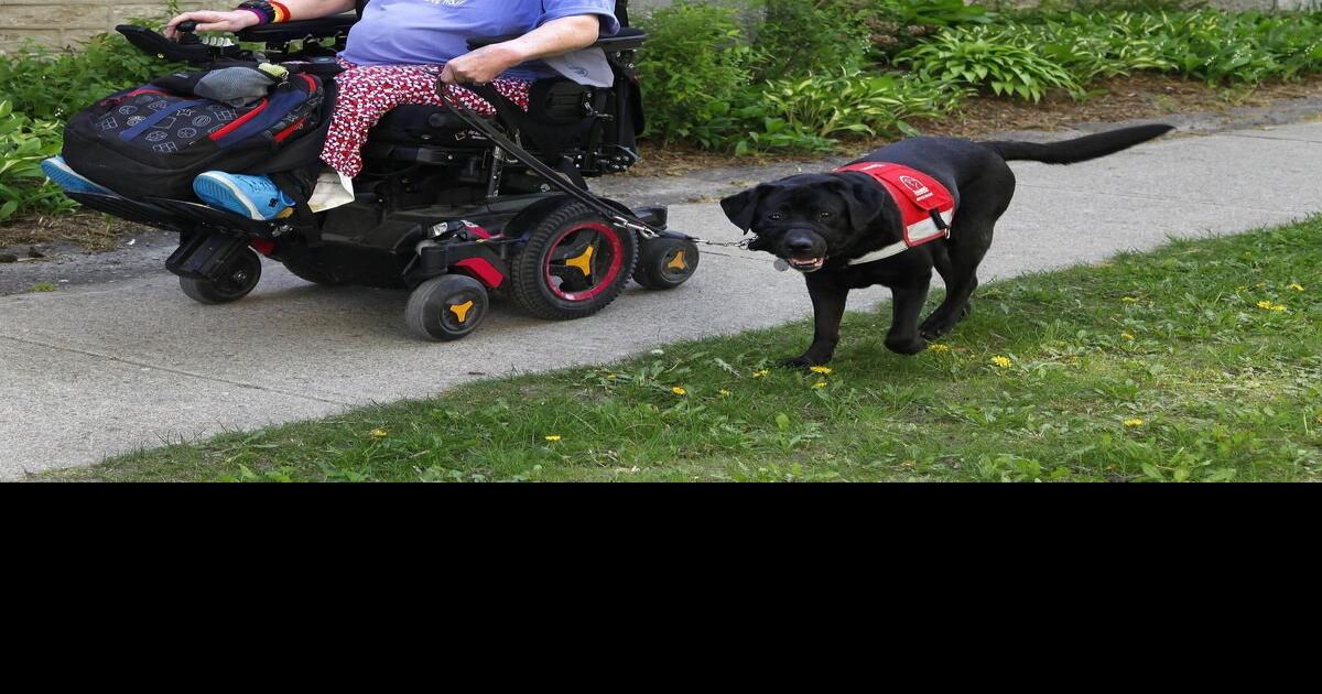Photos: Virtual Walk for Guide Dogs returns