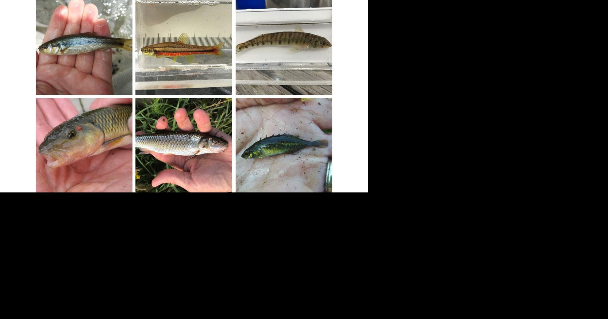 Exploring the fascinating non-game fish of the Kawarthas