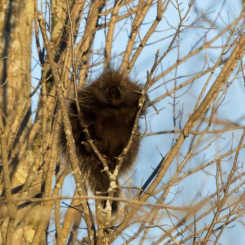 Late fall wildlife sightings in the Kawarthas