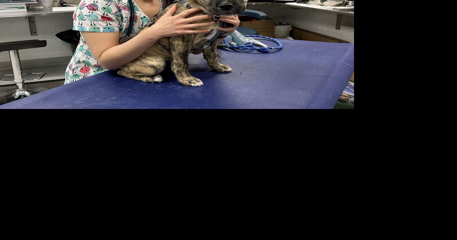 Humane Society expands discount vet services at clinic