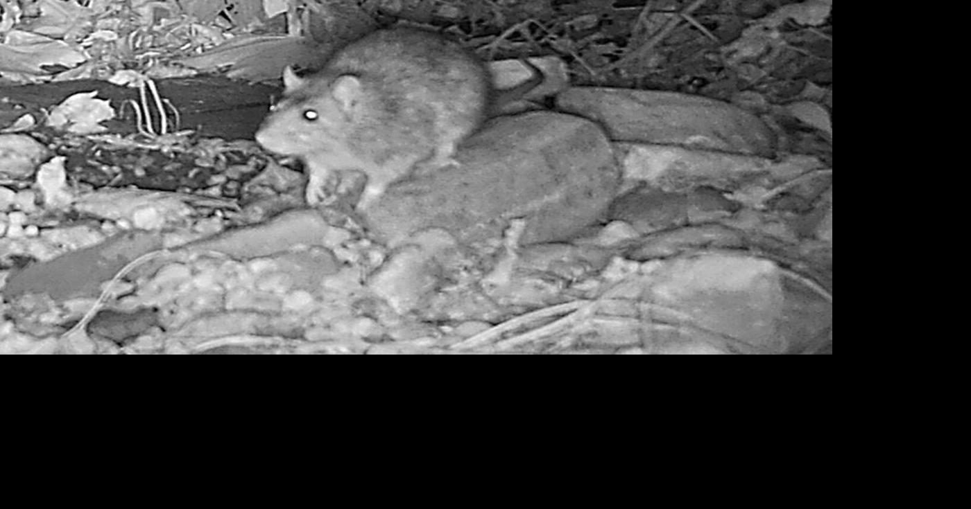 150% increase in rat calls has Peterborough residents playing hide and ...