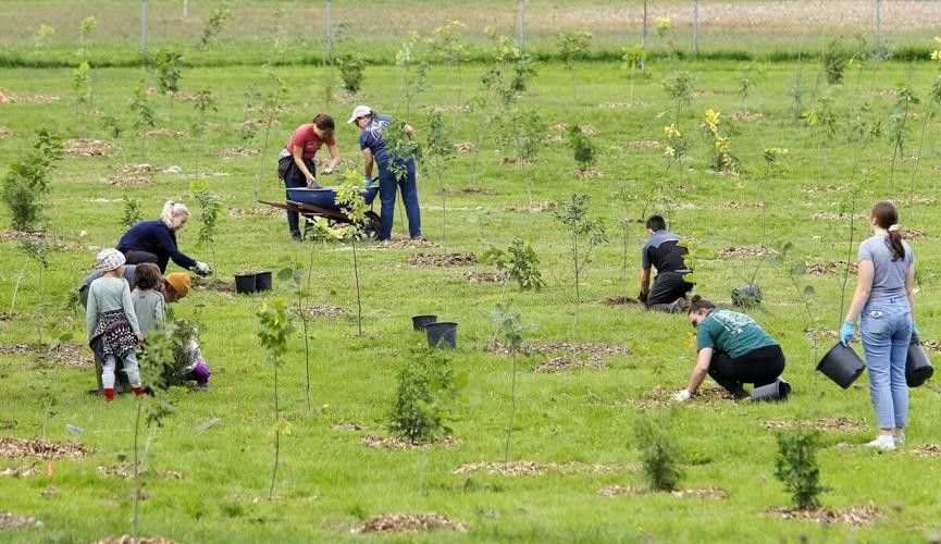 Photos: New trees planted in Peterborough’s East City