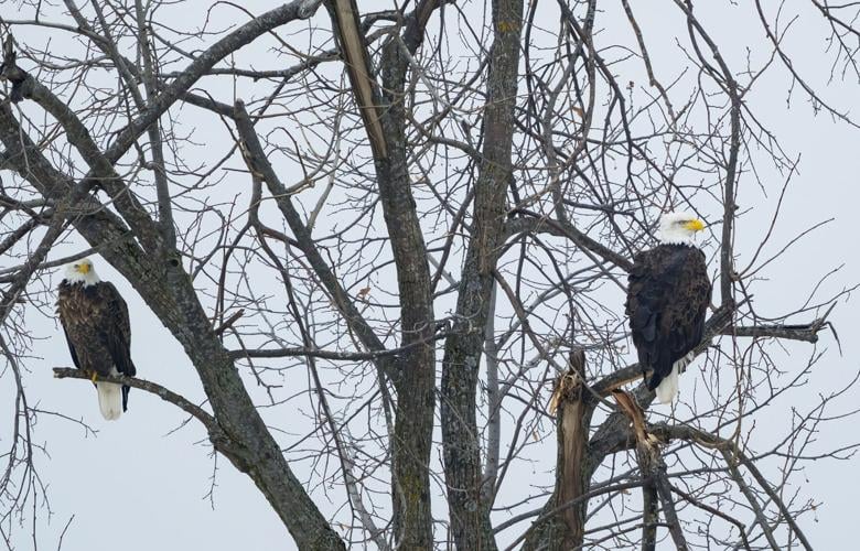 An unexpected eagle encounter