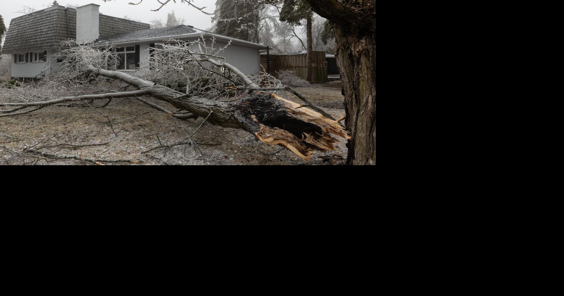 Curbside wood-chipping service to come