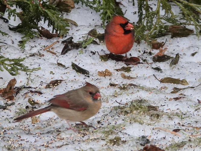 The northern cardinal: Winter’s red flame