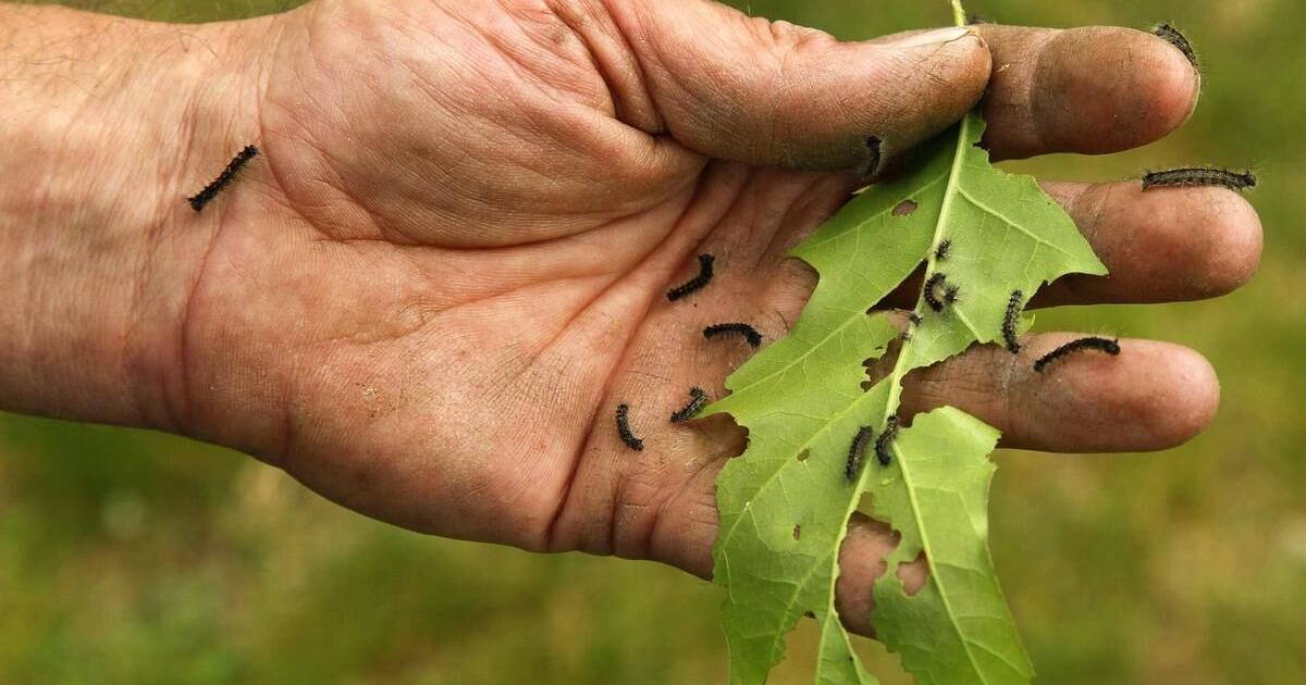 Serious moth deforestation expected this year in Peterborough and area