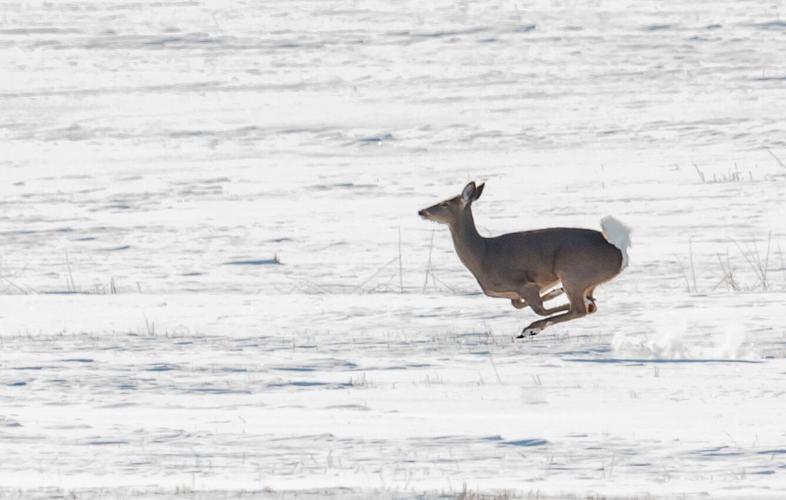 The tale of two coyotes and one lucky deer