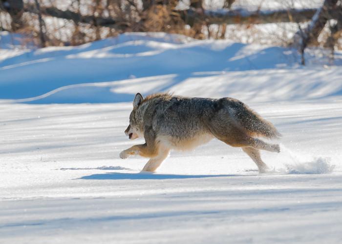 The tale of two coyotes and one lucky deer
