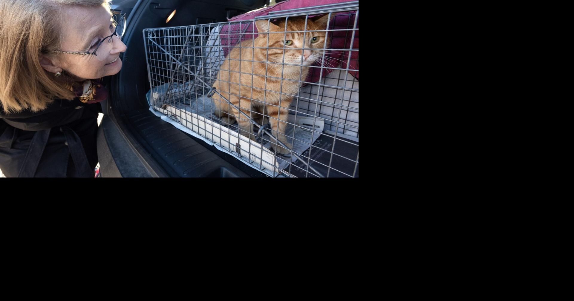 Volunteers needed to curb feral cat problem