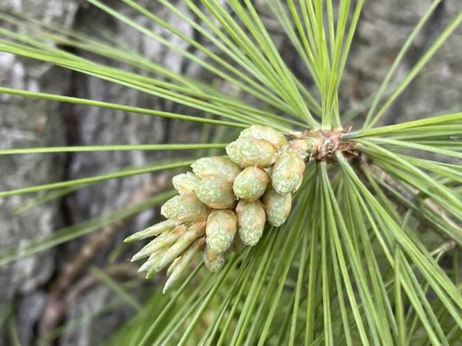 Drew Monkman: That dusting of yellow is from pine trees letting loose