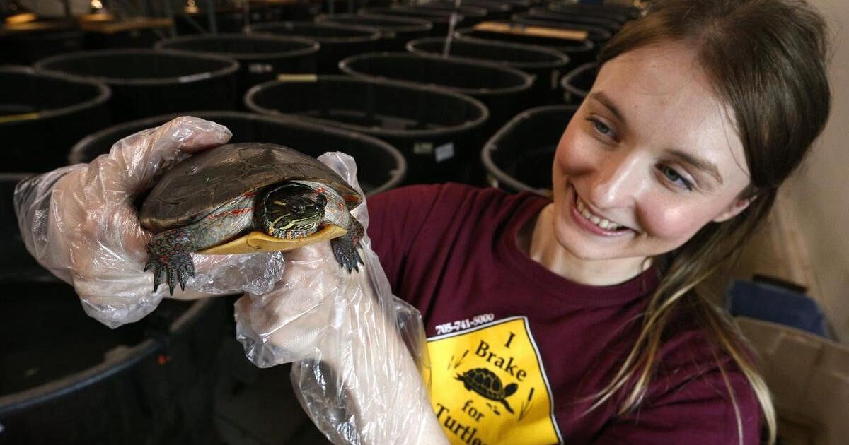 New home for Peterborough’s Ontario Turtle Trauma Centre