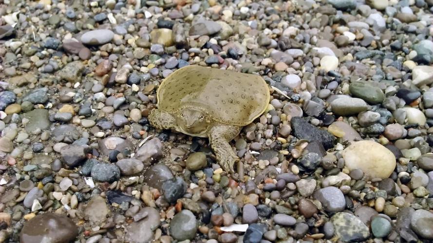 Peterborough GreenUp: Tipping the scales for turtles: Have you helped a ...