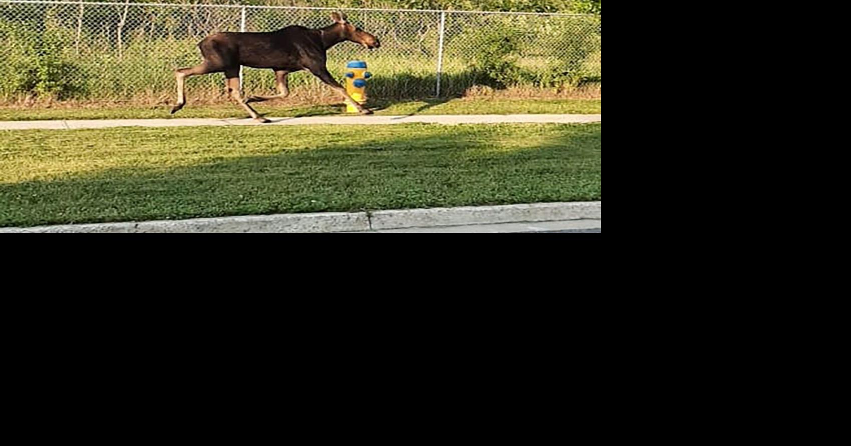 Local school bus driver spotted moose on his way to work
