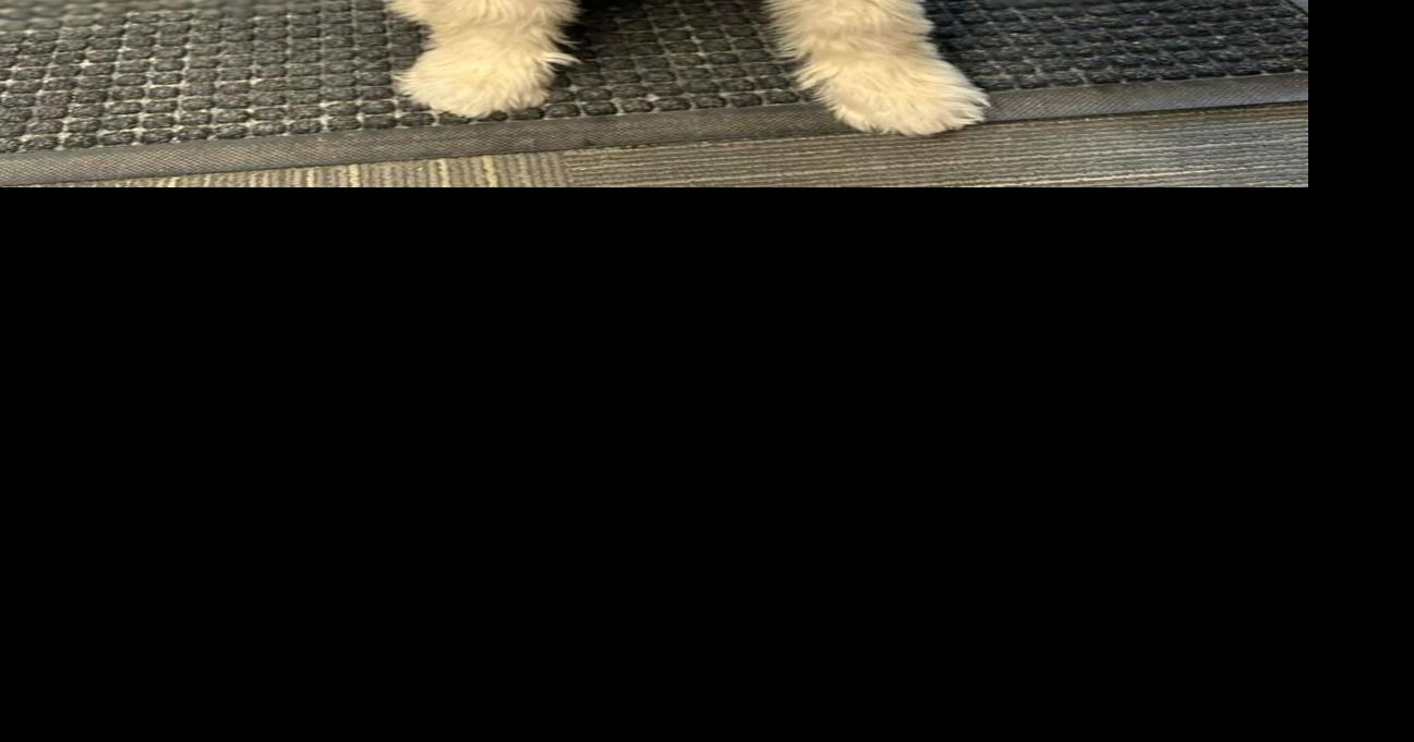 Fundraising: Help the humane society with ‘Owen’s Ruff’le’