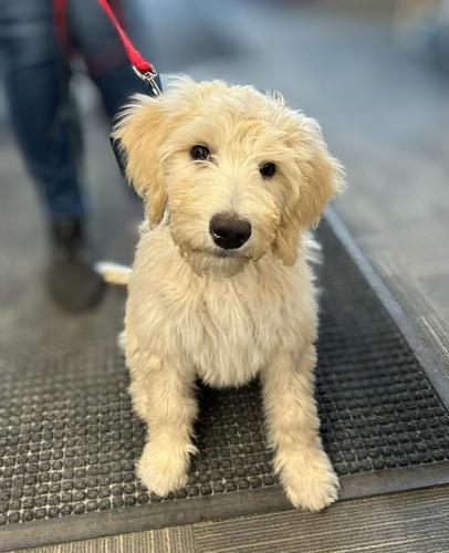 Fundraising: Help the humane society with ‘Owen’s Ruff’le’