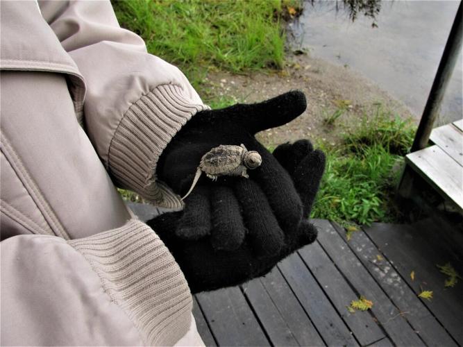 Our Changing Seasons: A female snapping turtle visits each June to lay ...