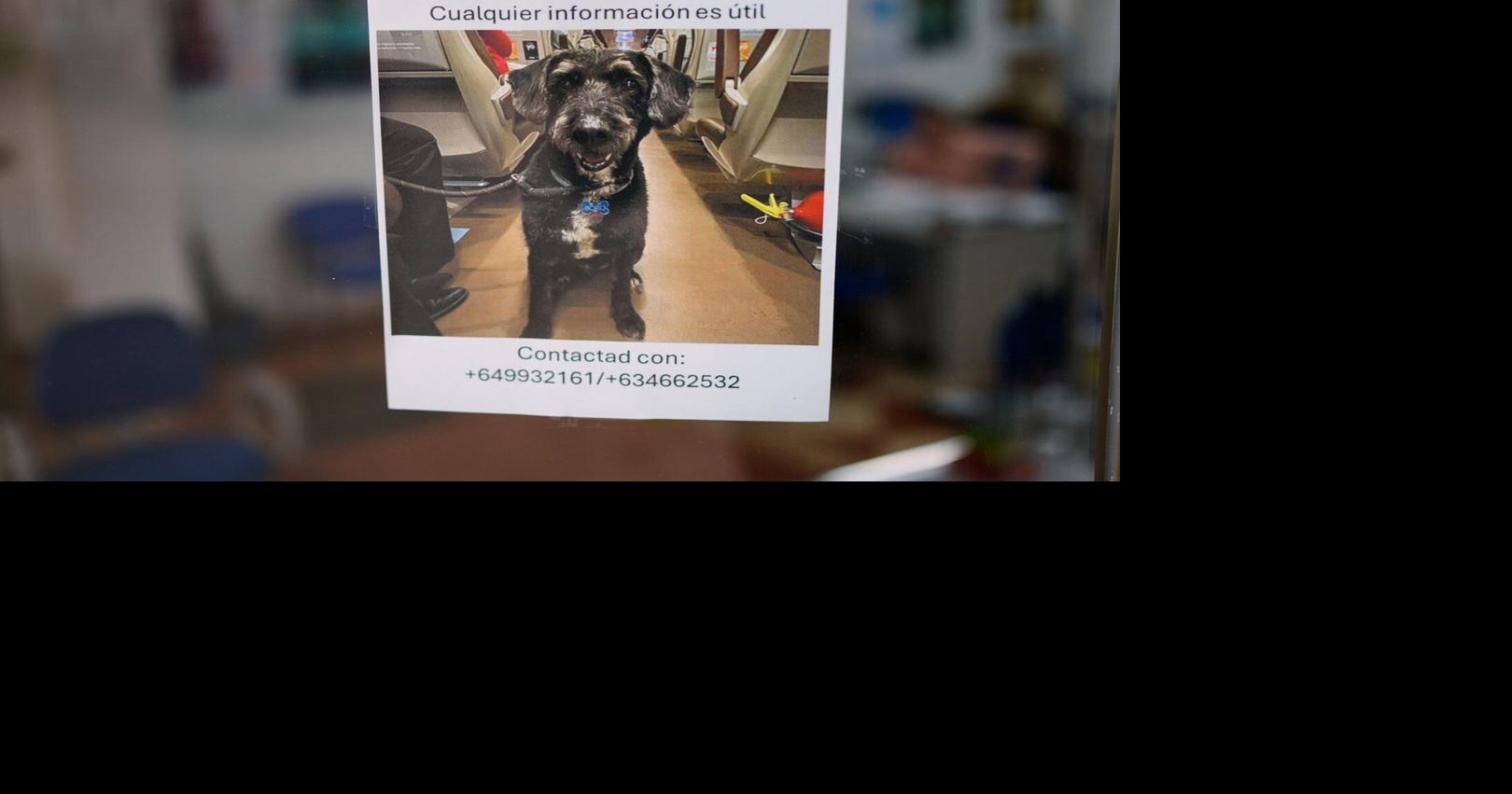 Survivor of Spain's train crash pleads for help finding her dog Boro ...