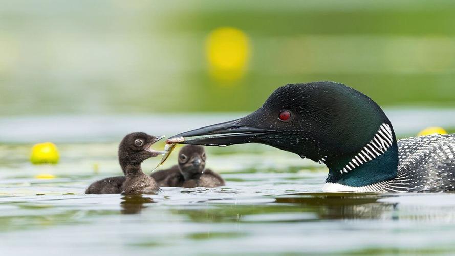 The fishing is good in the Kawarthas for birds of prey
