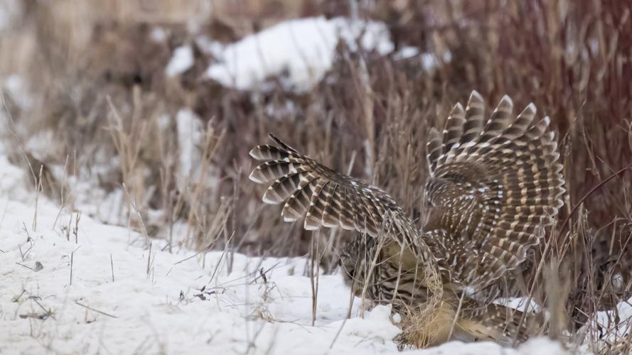 Ellis: A barred owl on the hunt in the Kawarthas