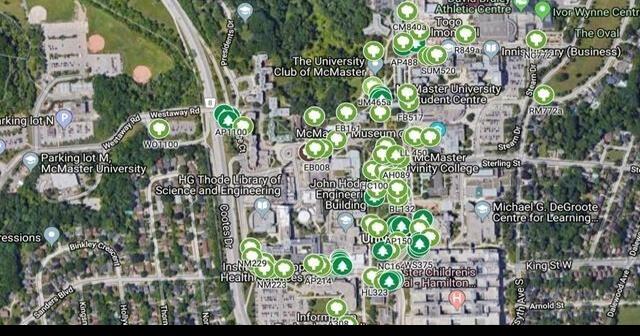 Sharing the stories of McMaster's many trees