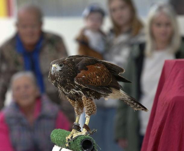 The Eyrie Birds of Prey centre event held at Lansdowne Place