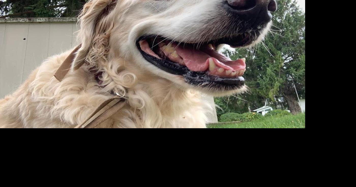 Rabies vaccination clinics return this fall to help pet owners