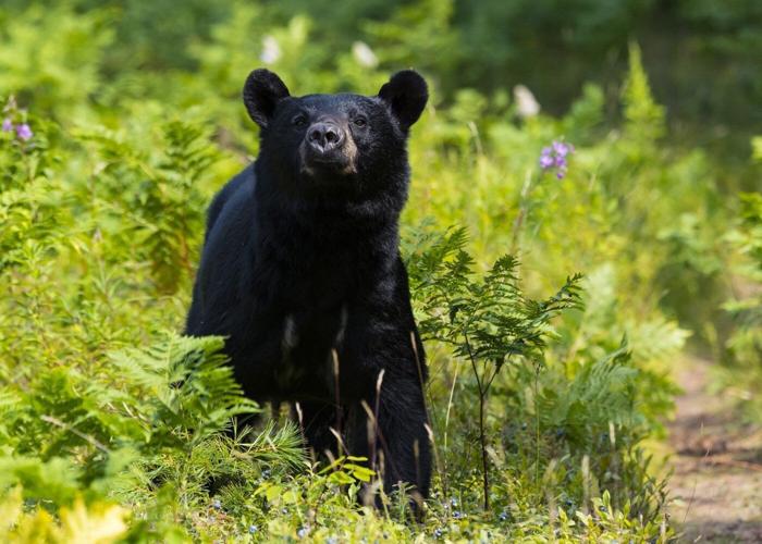 One black bear has grown fond of the Omemee area