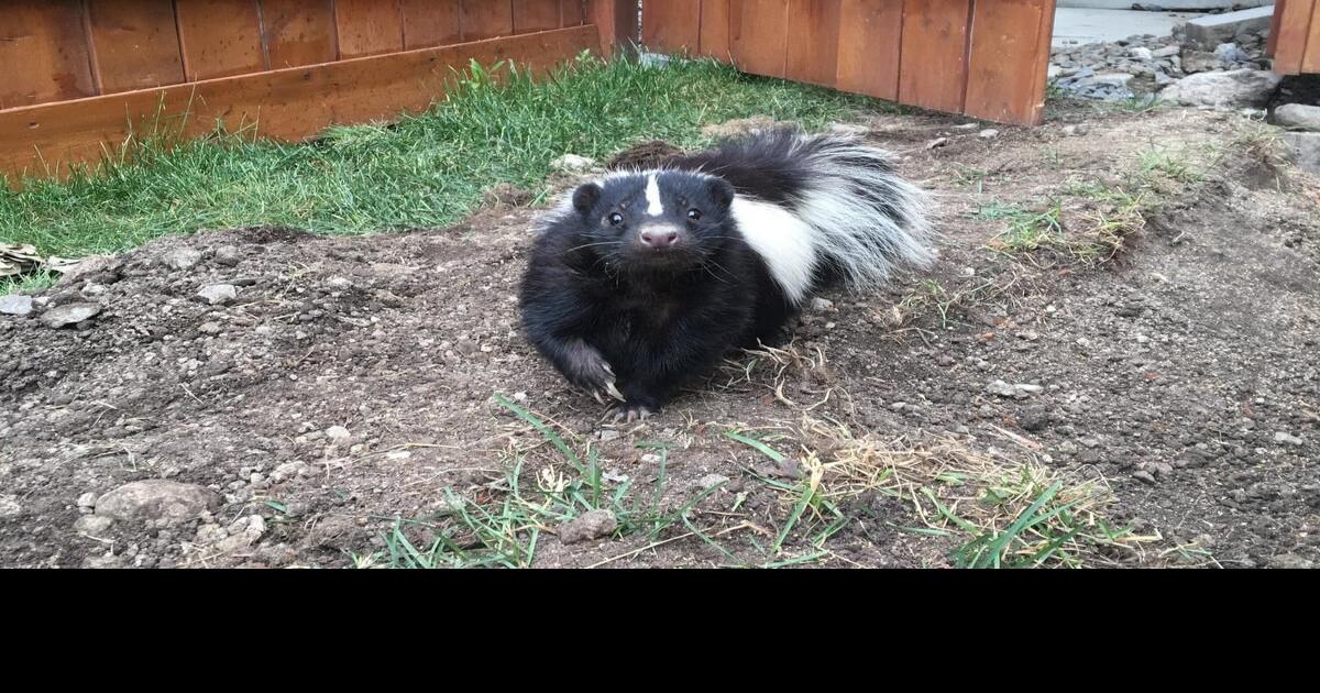 Gravel: There’s a great big skunk walking through this campsite